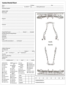 Printable Dog Canine Dental Chart - Full Size in PDF - Printerfriendly