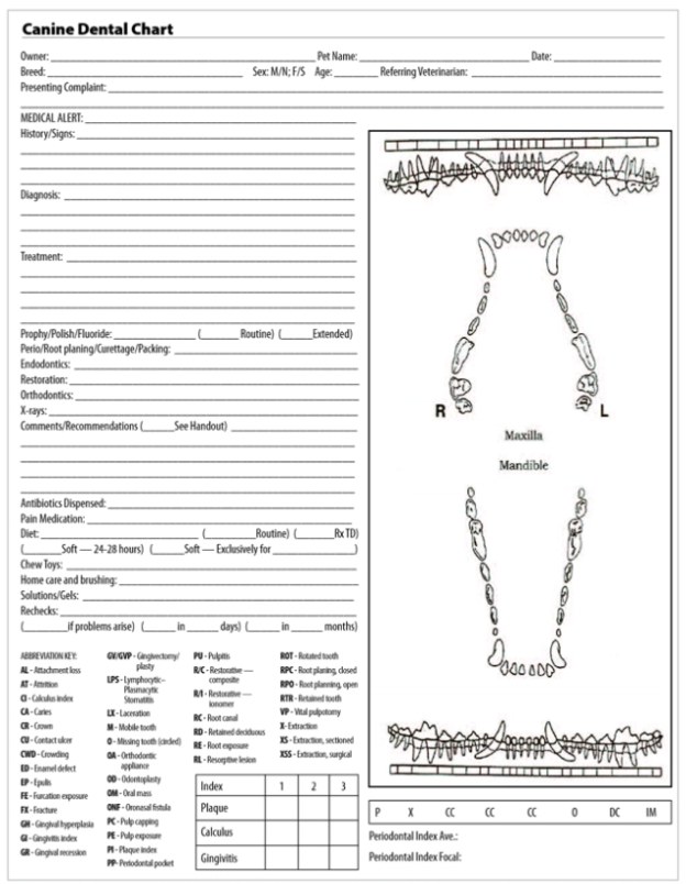 Printable Dog Canine Dental Chart - Full Size in PDF - Printerfriendly